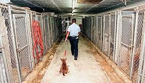 Dog Death Row…Yes; It’s A Real Thing. | #18DogsADayUK