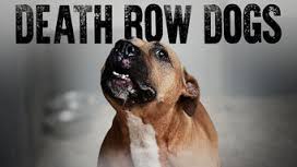 Dog Death Row…Yes; It’s A Real Thing. | #18DogsADayUK